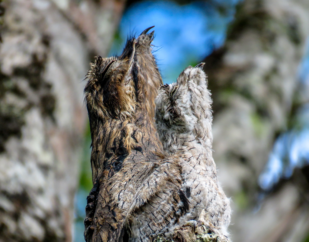 Foto urutau (Nyctibius griseus) Por José Carlos Garcia | Wiki Aves - A ...