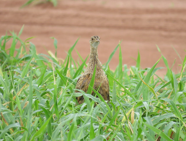 Foto codorna-amarela (Nothura maculosa) Por Vítor Piacentini | Wiki ...
