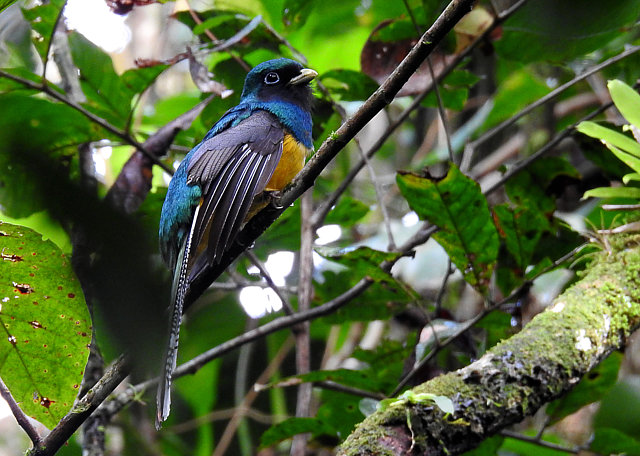 Foto surucuá-dourado (Trogon chrysochloros) Por Luciano Breves (Guia) | Wiki Aves - A ...