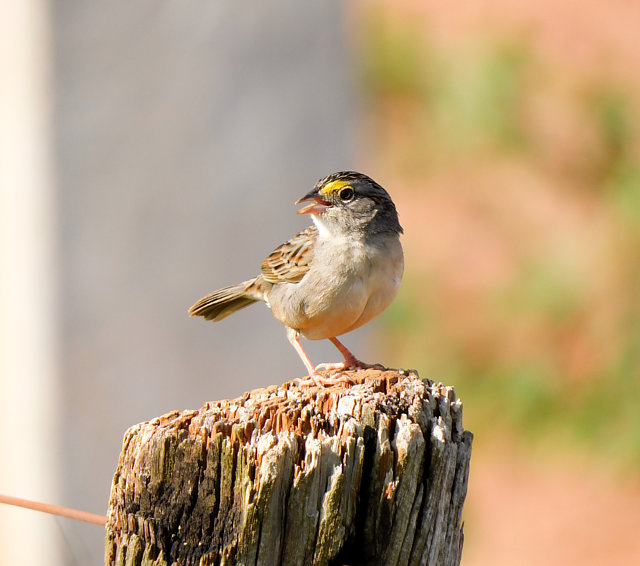 Foto tico-tico-do-campo (Ammodramus humeralis) Por Cristiano ...