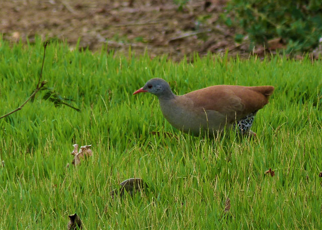 Foto inhambu-chororó (Crypturellus parvirostris) Por Carlos Gussoni ...