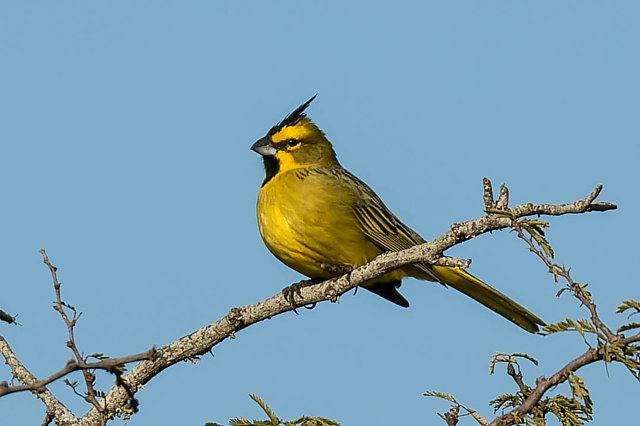 Foto cardeal-amarelo (Gubernatrix cristata) Por Ralph Antunes | Wiki ...