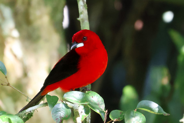 Foto tiê-sangue (Ramphocelus bresilia) Por Rodrigo C. Barbosa | Wiki ...