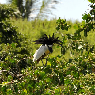 arapapá (Cochlearius cochlearius) | WikiAves - A Enciclopédia das Aves ...