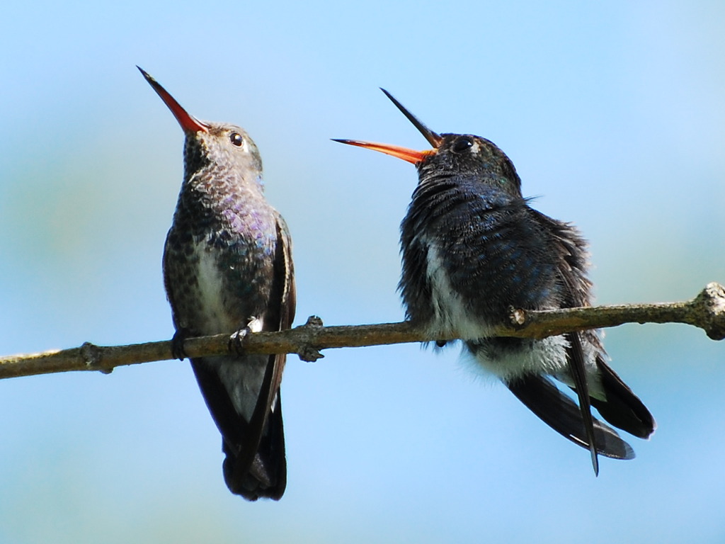Foto beija-flor-de-peito-azul (Chionomesa lactea) Por Matheus Guerreiro ...