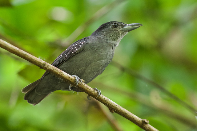 choca-cantadora (Pygiptila stellaris) | WikiAves - A Enciclopédia das ...