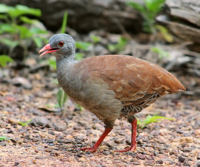 Foto inhambu-chororó (Crypturellus parvirostris) Por Eudes Feitosa ...