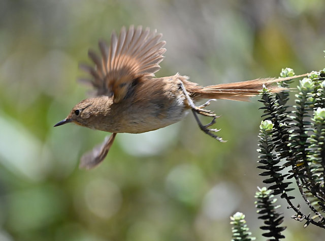 Foto garrincha-chorona (Asthenes moreirae) Por Stephen Jones | Wiki ...