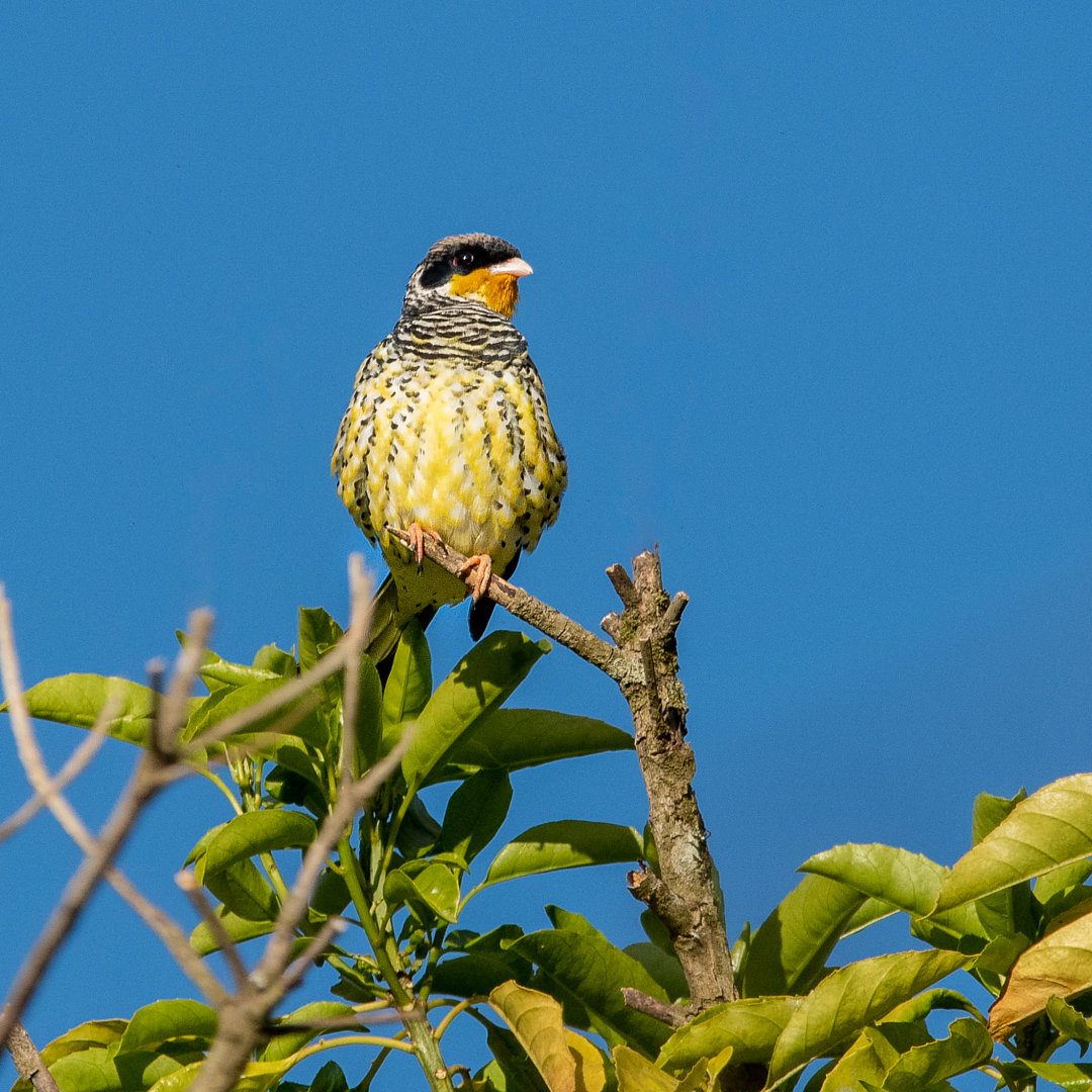 Foto tesourinha-da-mata (Phibalura flavirostris) Por Wilson Vieira Pr ...