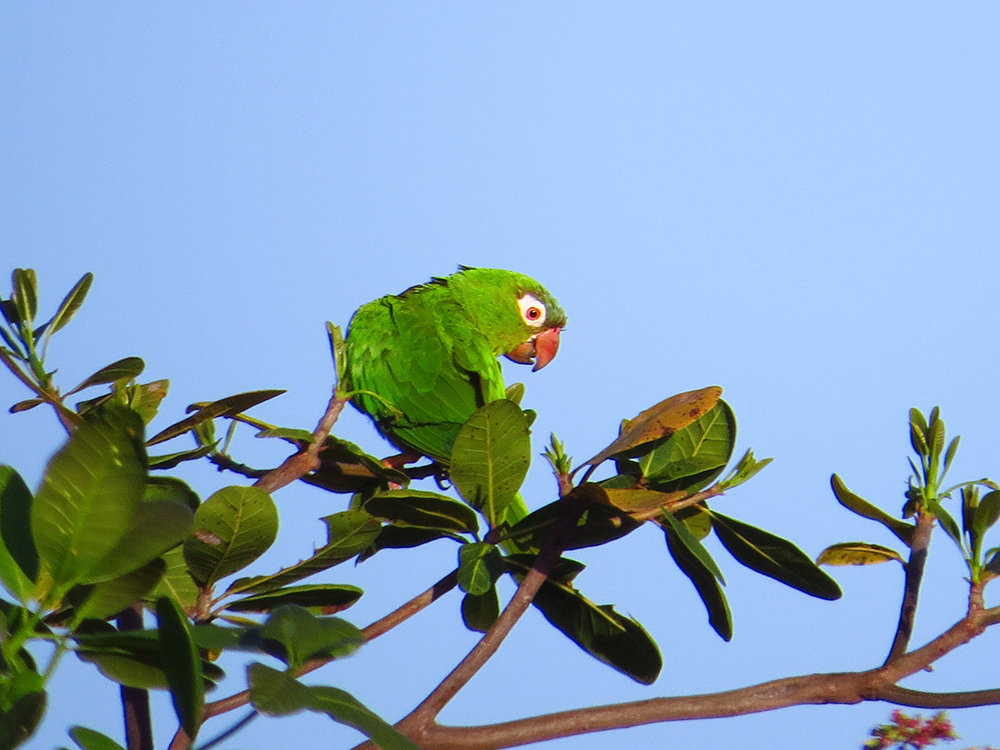 Foto aratinga-de-testa-azul (Thectocercus acuticaudatus) Por Fernando ...