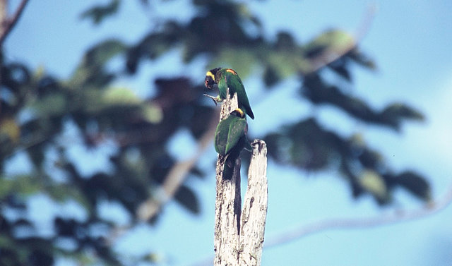 Foto curica-urubu (Pyrilia vulturina) Por Fernando Pacheco | Wiki Aves ...