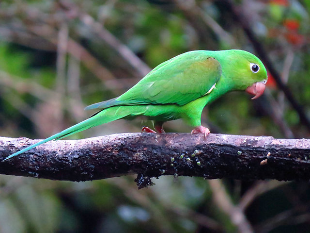 Foto periquito-rico (Brotogeris tirica) Por Fernando Pacheco | Wiki ...