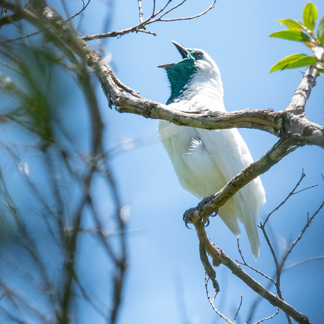 Foto araponga (Procnias nudicollis) Por Wilson Vieira Pr | Wiki Aves ...
