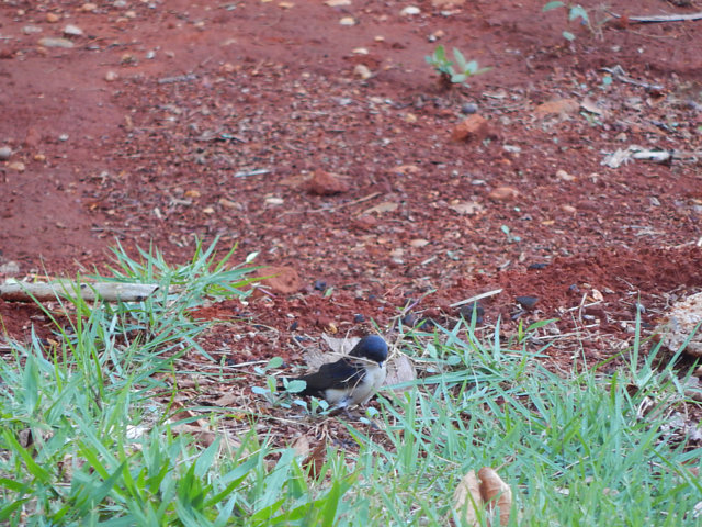 Foto andorinha-pequena-de-casa (Pygochelidon cyanoleuca) Por Lucas ...
