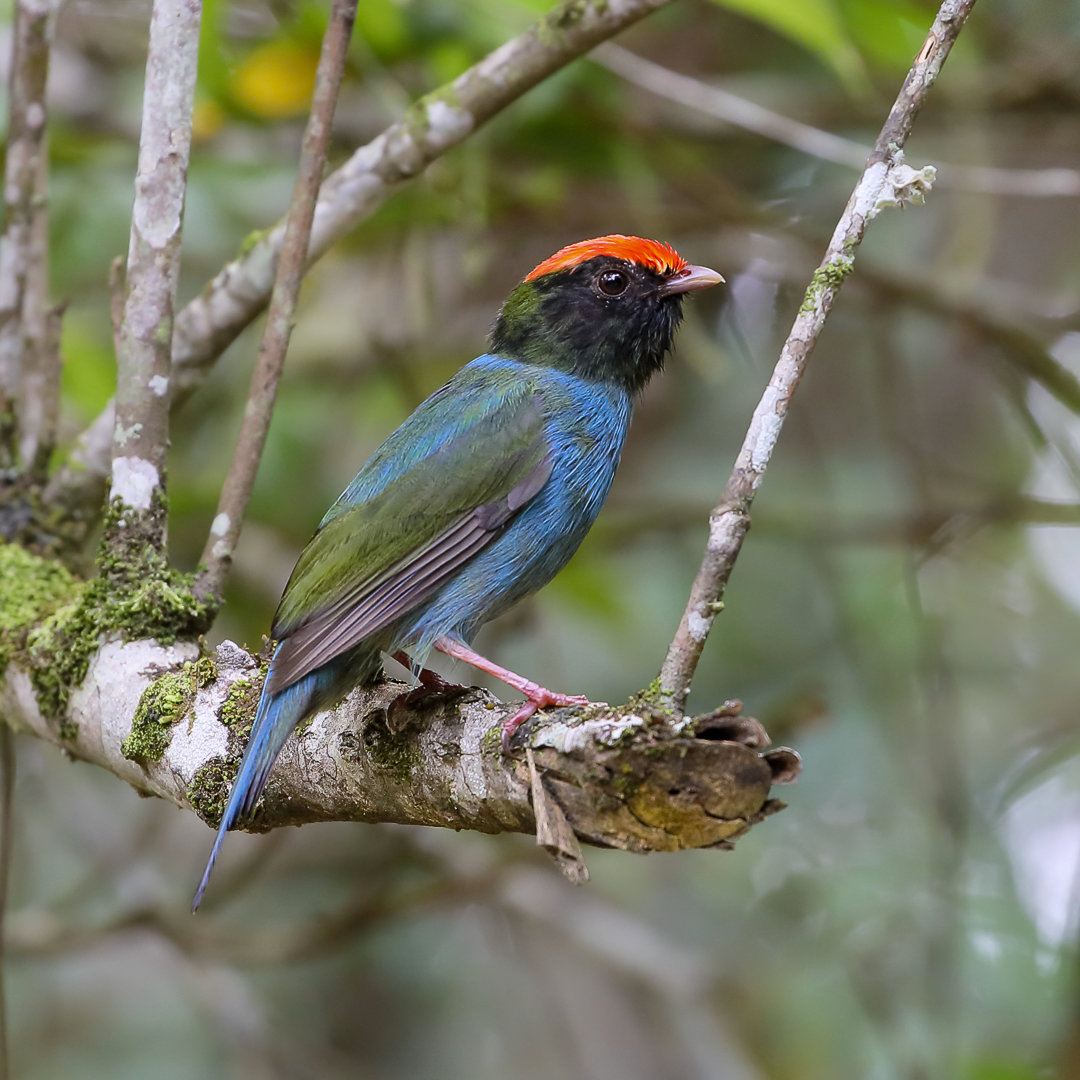 Foto tangará (Chiroxiphia caudata) Por Sergio Murilo | Wiki Aves - A ...