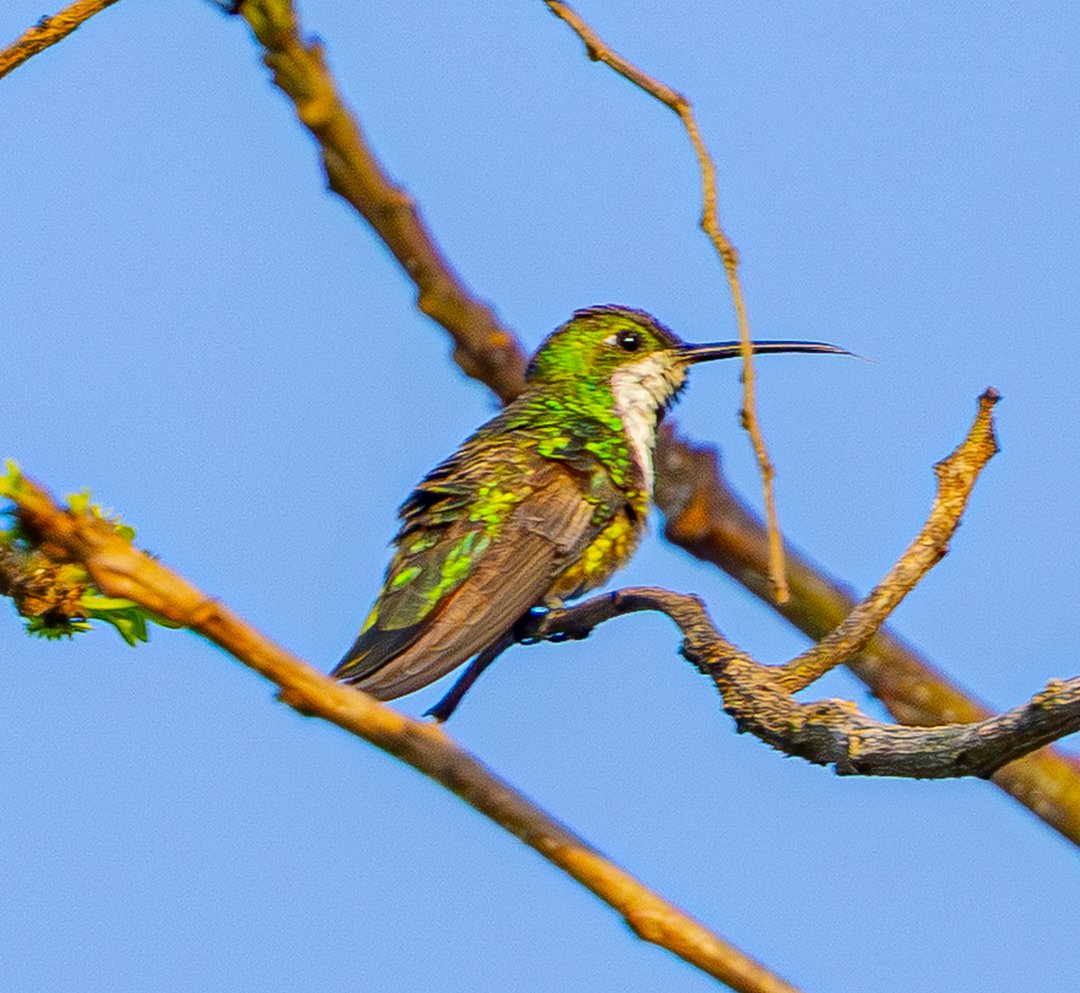 Foto beija-flor-de-veste-verde (Anthracothorax viridigula) Por Mats ...