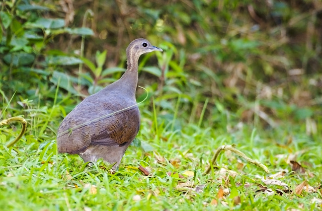 Foto macuco (Tinamus solitarius) Por Rogério Amaral | Wiki Aves - A ...