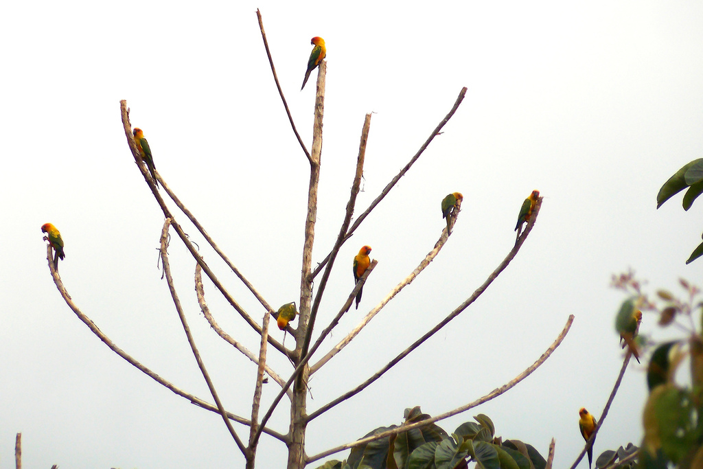 Foto cacaué (Aratinga maculata) Por Márcia Braga | Wiki Aves - A ...