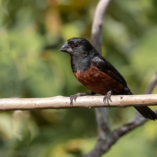 curió (Sporophila angolensis) | WikiAves - A Enciclopédia das Aves do ...