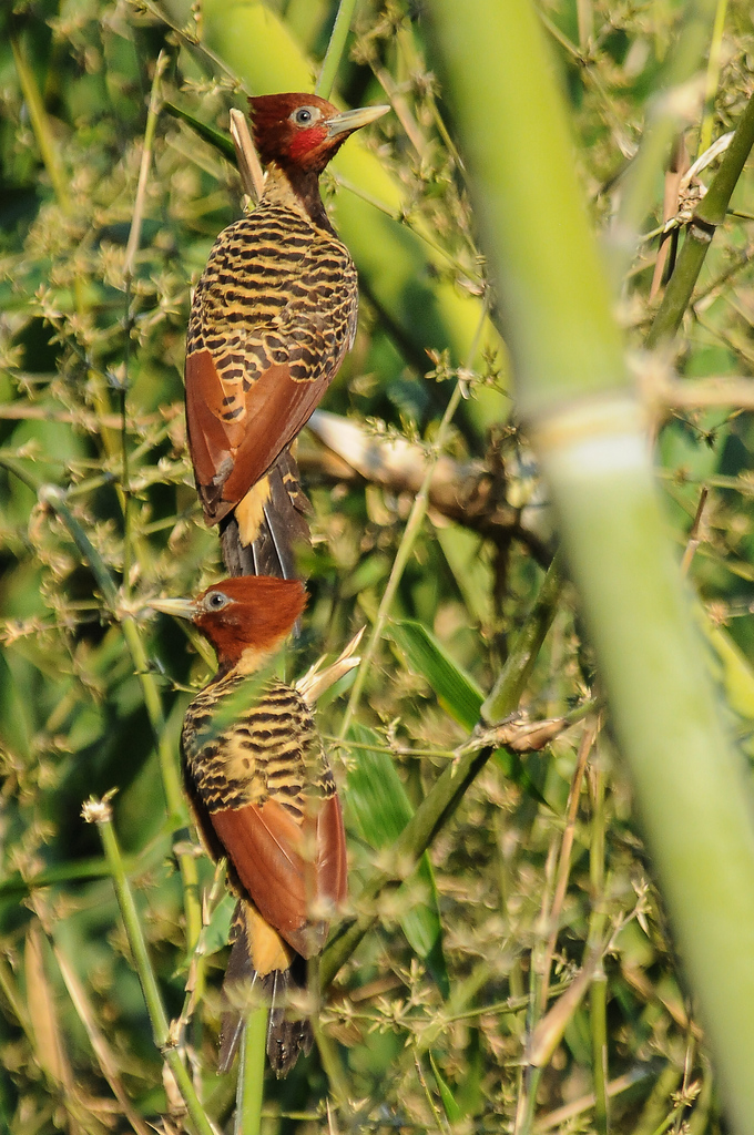 Foto pica-pau-lindo (Celeus spectabilis) Por Margi Moss | Wiki Aves - A ...