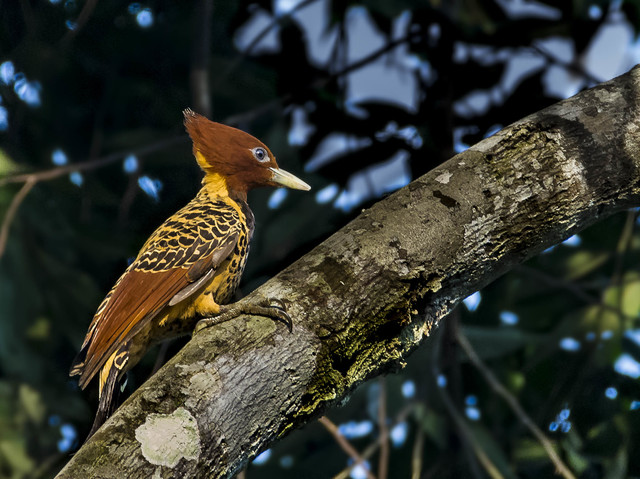 Foto pica-pau-lindo (Celeus spectabilis) Por Roseanne Almeida | Wiki ...