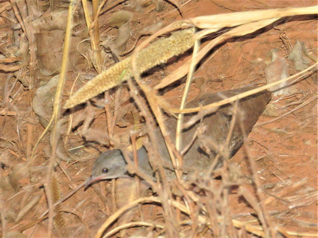 Foto inhambu-chororó (Crypturellus parvirostris) Por Adelton Nascimento ...