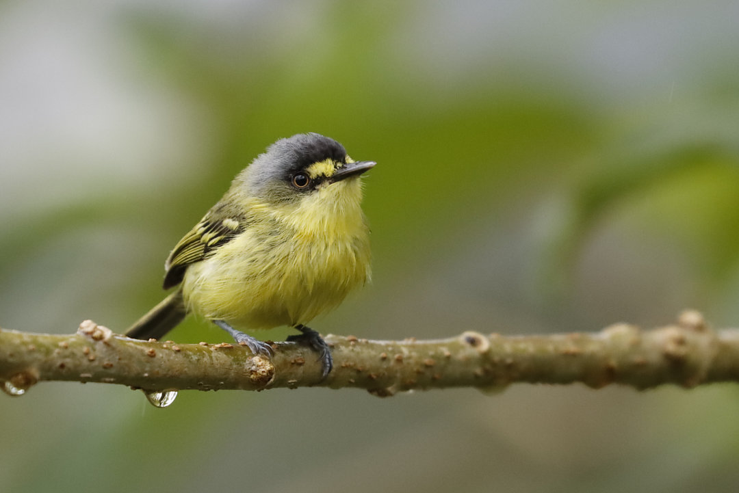 Foto teque-teque (Todirostrum poliocephalum) Por Eduardo Rodrigues ...
