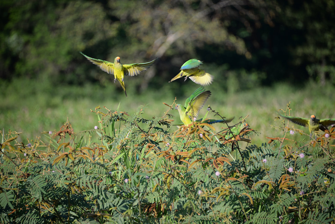 Foto periquito-rei (Eupsittula aurea) Por Aquiles Paulus | Wiki Aves ...