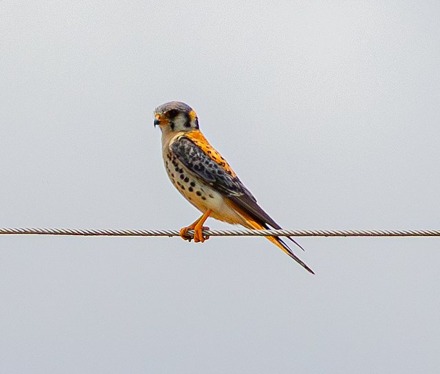 Foto quiriquiri (Falco sparverius) Por Mats Hildeman | Wiki Aves - A ...