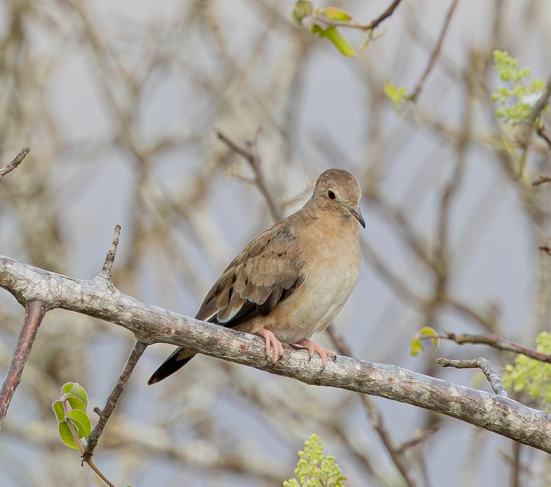 Foto rolinha-de-asa-canela (Columbina minuta) Por Mats Hildeman | Wiki ...