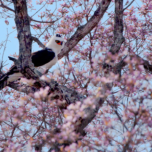 Accipitriformes | WikiAves - A Enciclopédia das Aves do Brasil
