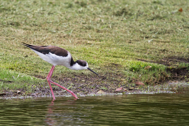 Foto pernilongo-de-costas-brancas (Himantopus melanurus) Por Silvana ...