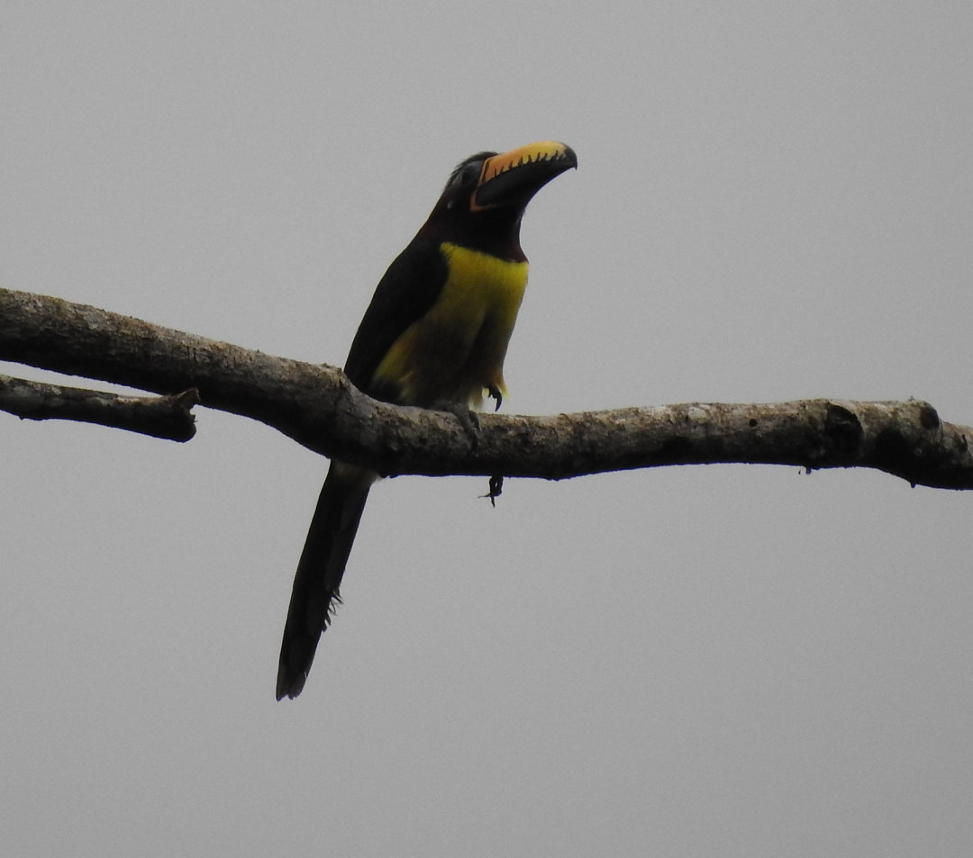 Foto araçari-de-bico-riscado (Pteroglossus inscriptus) Por Dirce ...