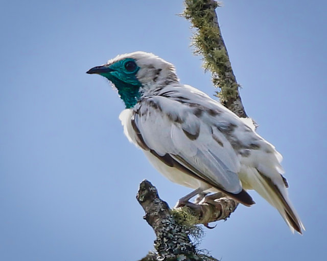 Foto araponga (Procnias nudicollis) Por Bjørn-einar Nilsen | Wiki Aves ...