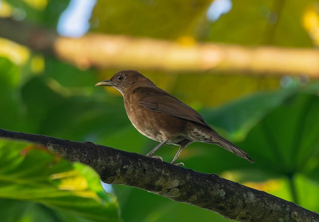 Foto sabiá-da-várzea (Turdus sanchezorum) Por Luiz Fernando Carvalho ...