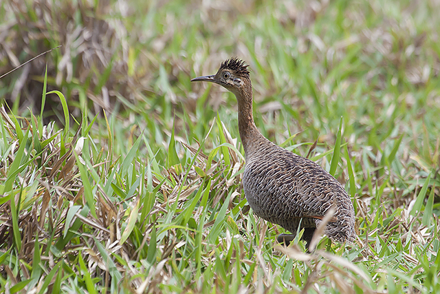 Foto perdiz (Rhynchotus rufescens) Por Neici Magnago | Wiki Aves - A ...
