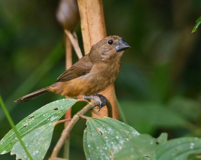 Foto curió (Sporophila angolensis) Por Frederico Swarofsky | Wiki Aves ...