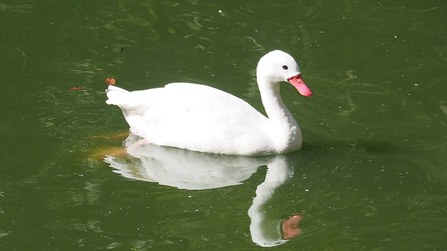 Foto capororoca (Coscoroba coscoroba) Por Vitor Rolf Laubé | Wiki Aves ...