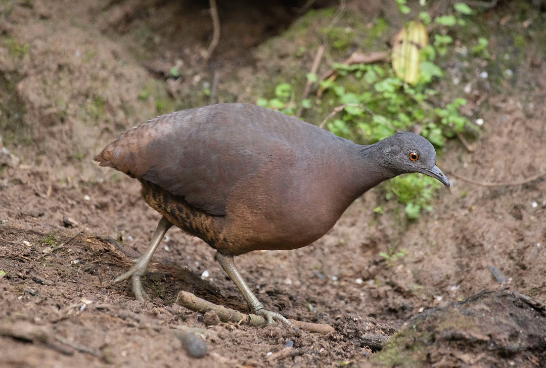 Foto inhambuguaçu (Crypturellus obsoletus) Por Luiz Moschini De Souza ...