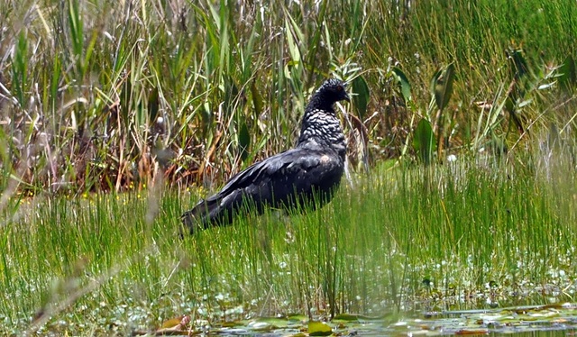 Foto anhuma (Anhima cornuta) Por Demetrio Lorin | Wiki Aves - A ...
