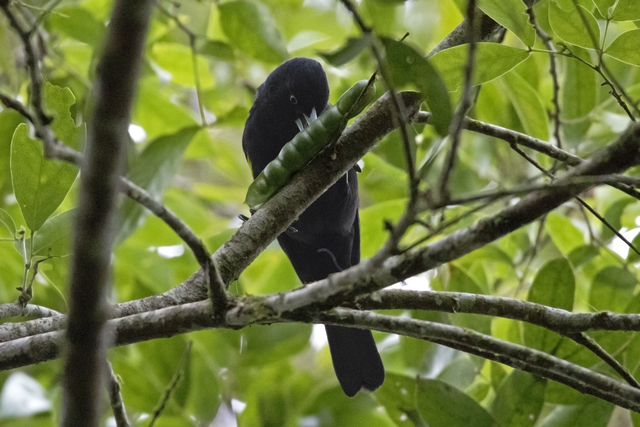 Foto tecelão (Cacicus chrysopterus) Por Marcelo Luiz Quirino | Wiki ...