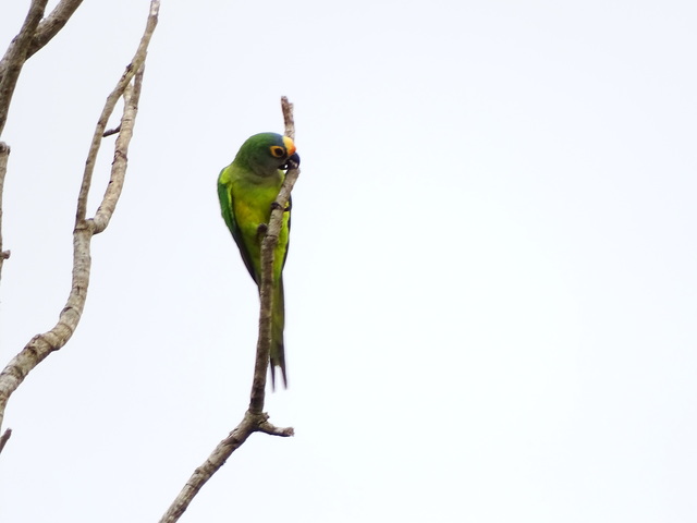 Foto periquito-rei (Eupsittula aurea) Por Francielle Priscila | Wiki ...