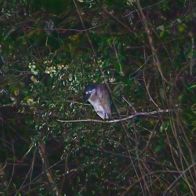 Foto arapapá (Cochlearius cochlearius) Por Joseferson Oliveira | Wiki ...