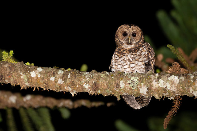 Foto coruja-listrada (Strix hylophila) Por Flavio Moraes | Wiki Aves ...