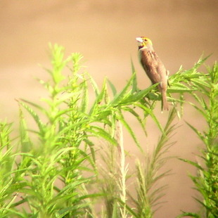 papa-capim-americano (Spiza americana) | WikiAves - A Enciclopédia das ...