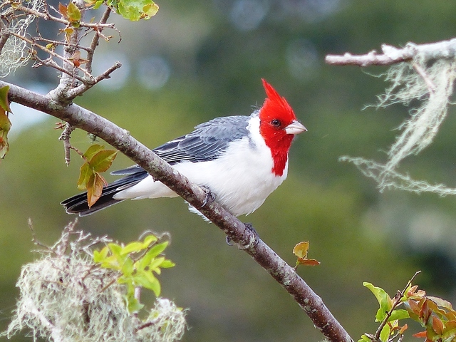 Foto cardeal (Paroaria coronata) Por Gustavo Gomes | Wiki Aves - A ...