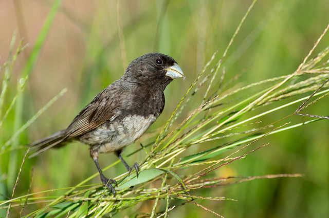 Foto papa-capim-de-costas-cinza (Sporophila ardesiaca) Por Joao Quental ...