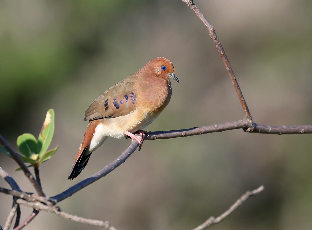 Foto rolinha-do-planalto (Columbina cyanopis) Por Jayrson Araújo | Wiki ...