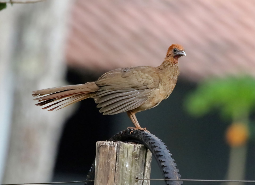 Foto aracuãzinho (Ortalis ruficeps) Por Jayrson Araújo | Wiki Aves - A ...