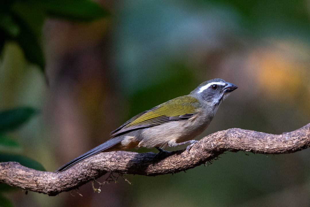 Foto trinca-ferro (Saltator similis) Por Antonio Gutierrez | Wiki Aves ...